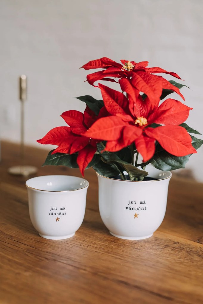Bella Rose Porcelánový obal na květináč Jsi má vánoční hvězda 13 cm, bílá barva, zlatá barva, porcelán