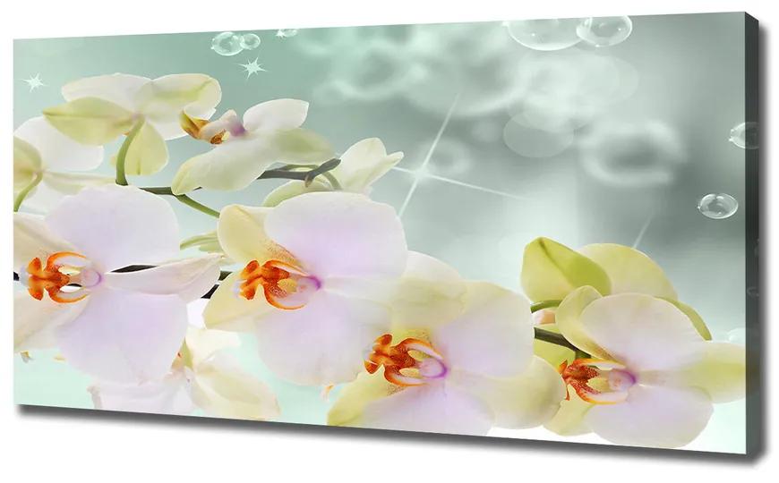 Wallmuralia Foto obraz na plátně Bílá orchidej 120x60 cm