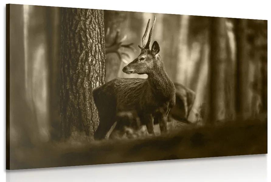 Obraz jelen v borovicovém lese v sépiové provedení Varianta: 90x60