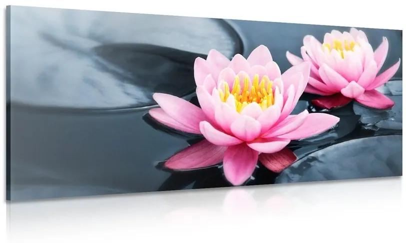 Obraz lotosový květ v jezeře - 100x50 cm