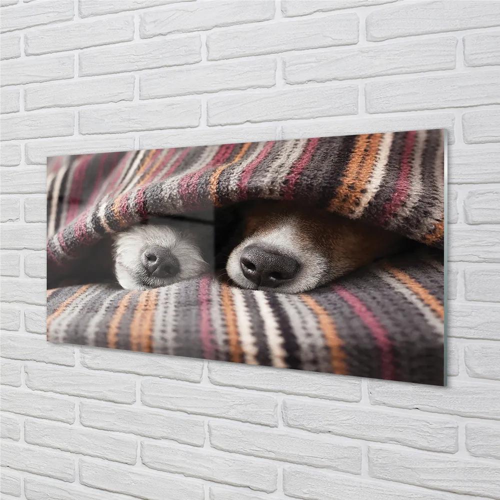 akrylový obraz spící psi 140x70 cm