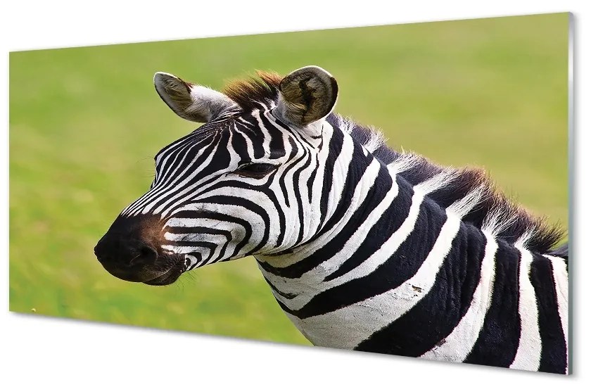 Obraz na skle zebra 140x70cm