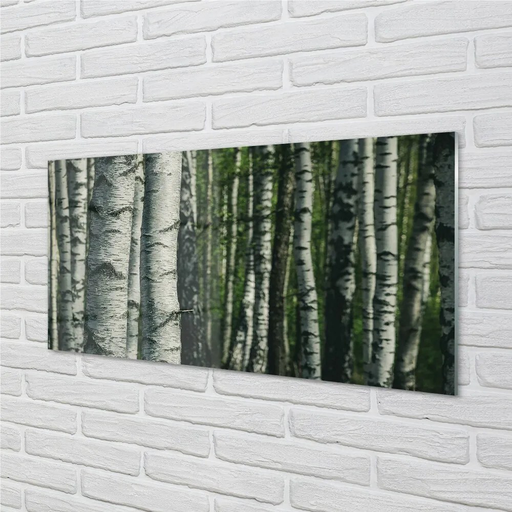Obraz na skle březového lesa 100x50 cm