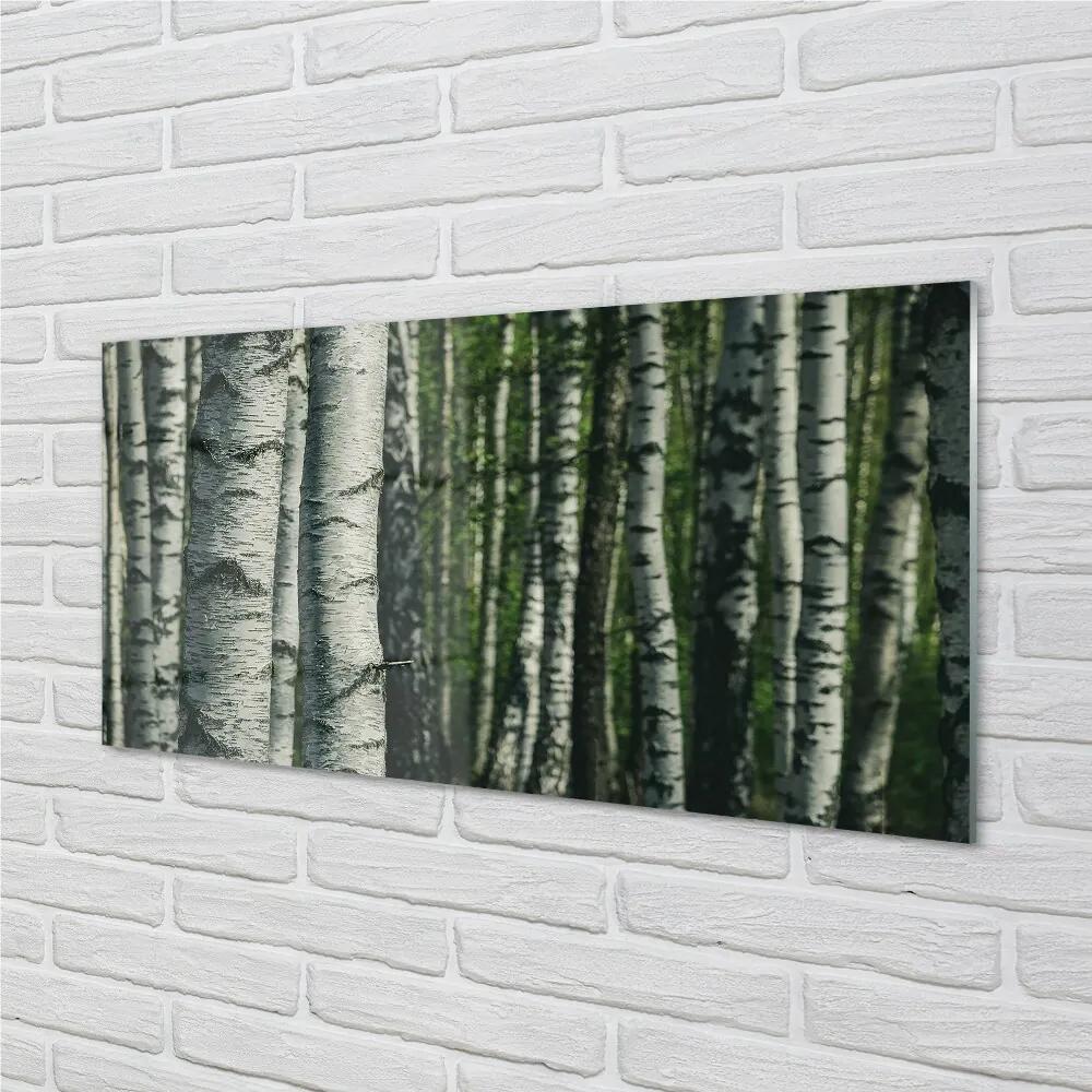 Obraz na skle březového lesa 125x50 cm
