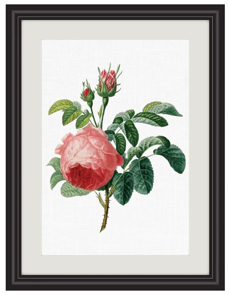 Obrázek růže mechová A4 (210 x 297 mm): A4