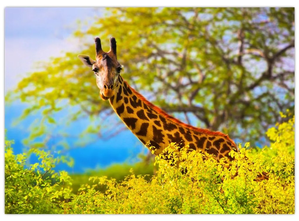 Skleněný obraz žirafy v Africe (70x50 cm)