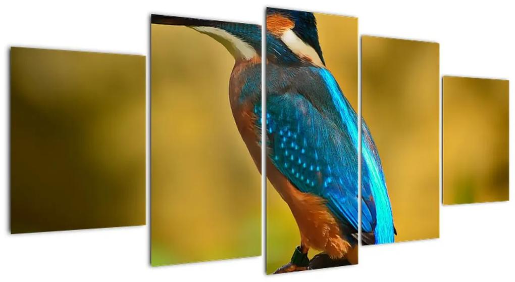 Obraz - barevný pták