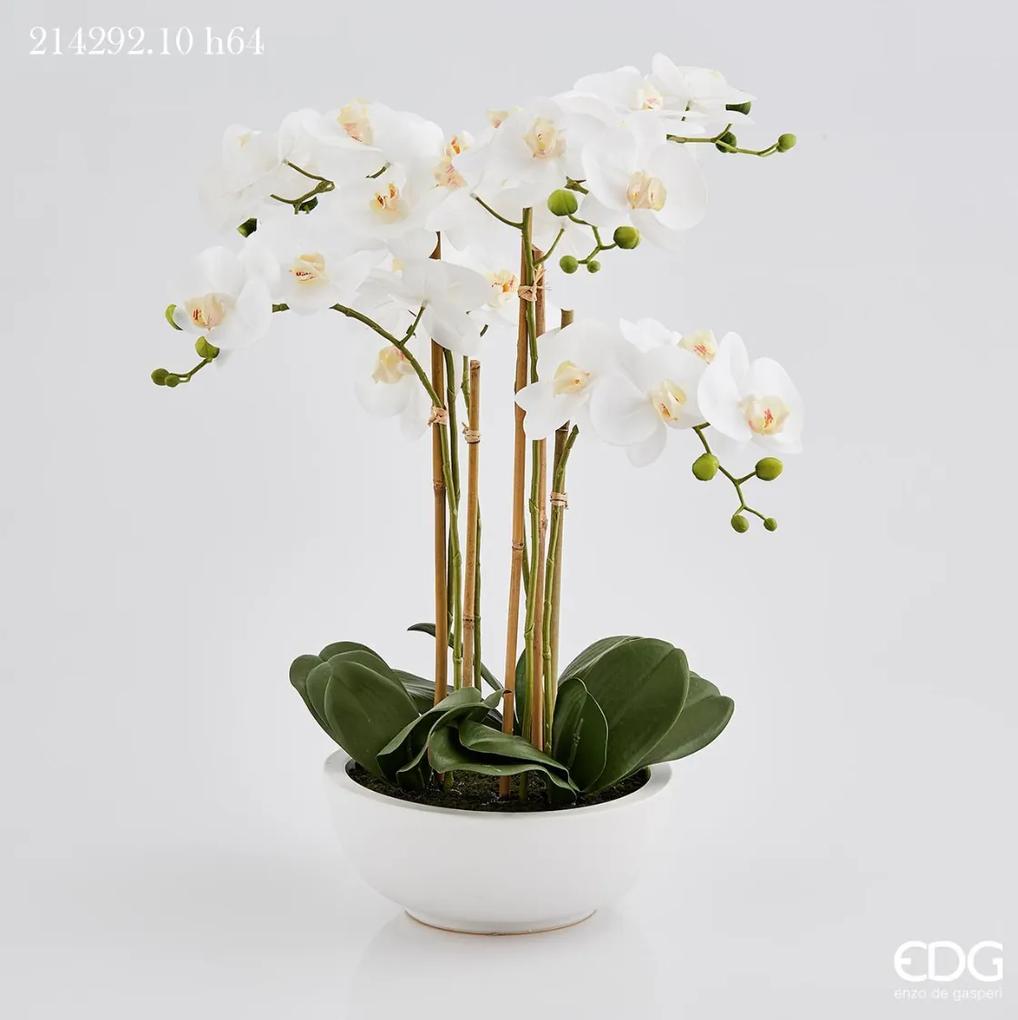 Bílá orchidej v květináči EDG H64