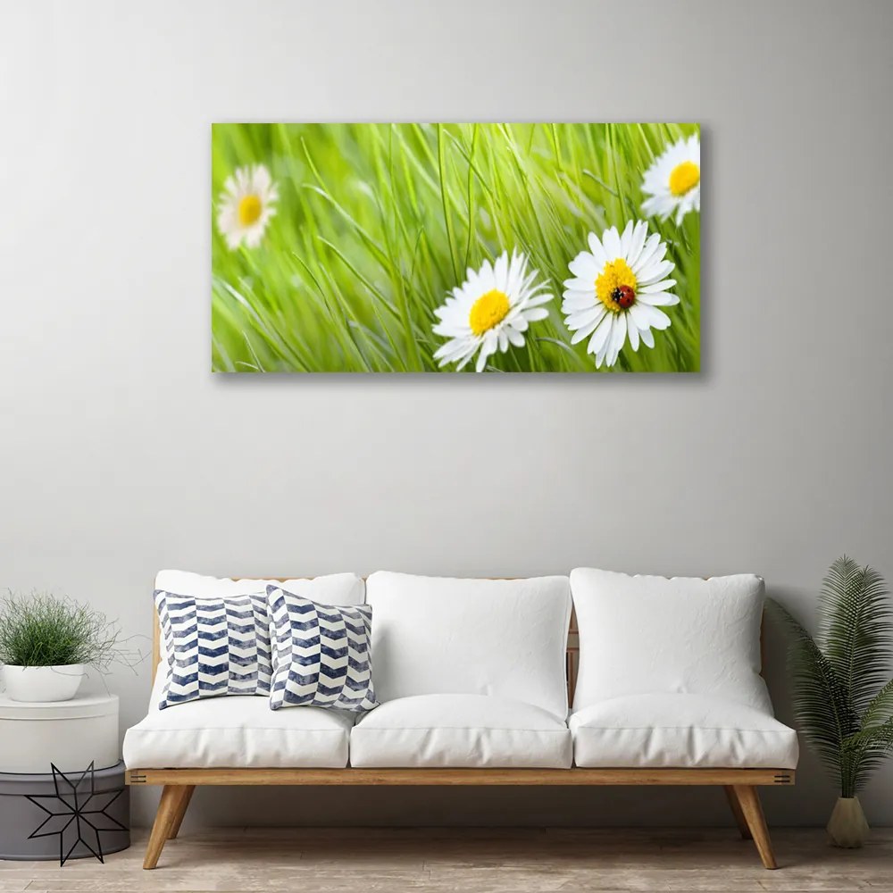 Obraz na plátně Tráva Sedmikrásky Příroda 125x50 cm