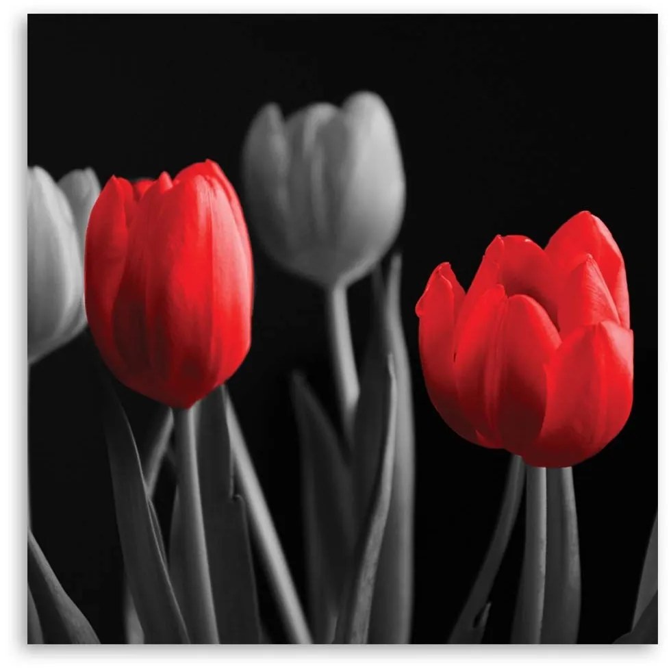 Obraz na plátně Květina Tulipány Červená šedá - 50x50 cm