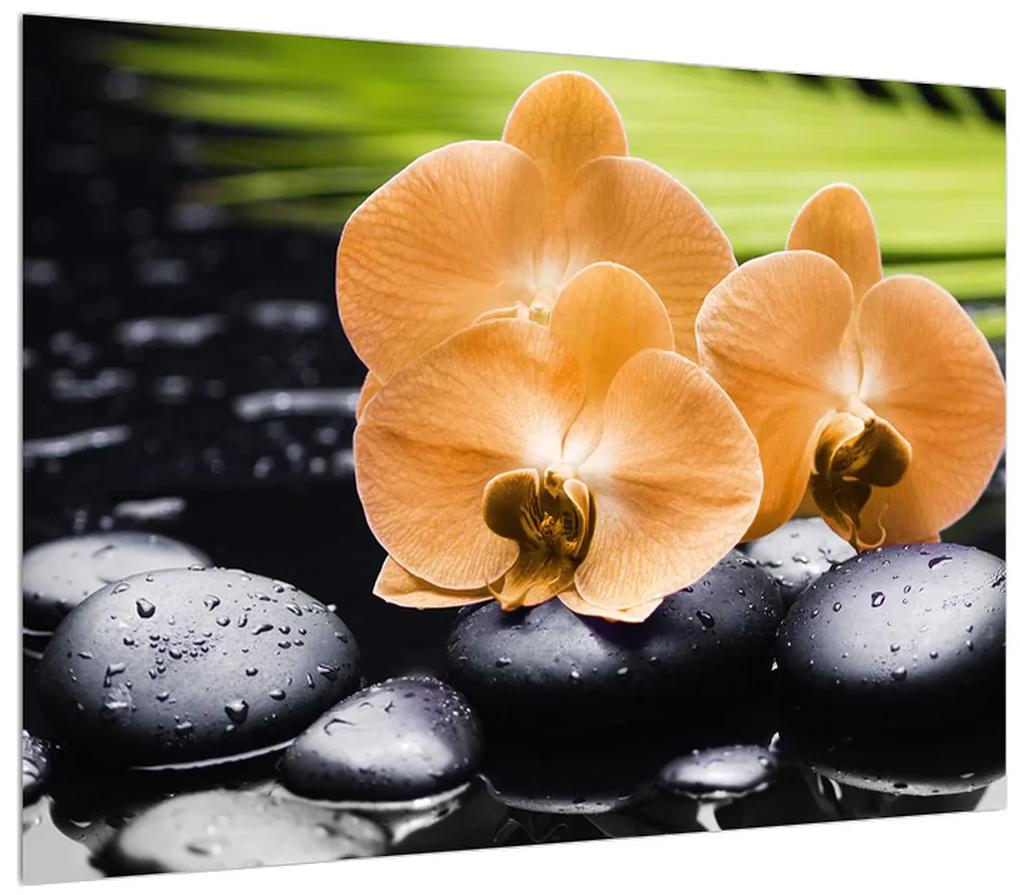 Obraz orchideje (70x50 cm)