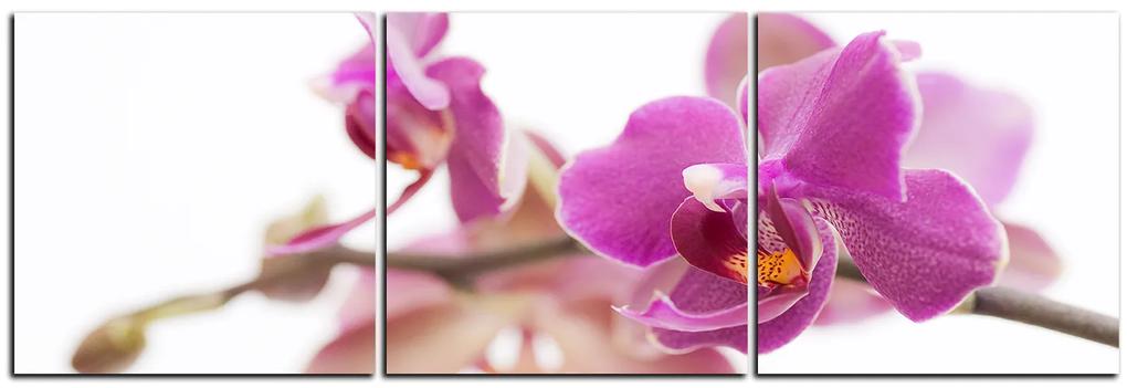 Obraz na plátně - Orchidej květ izolována na bílém pozadí - panoráma 5222B (120x40 cm)