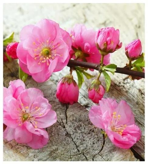 DIMEX | Vliesová fototapeta na zeď Sakura MS-3-0109 | 225 x 250 cm | růžová, zelená, béžová