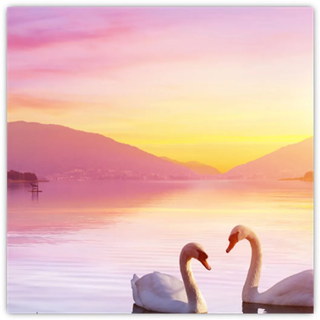 Obraz zamilovaných labutí (30x30 cm)