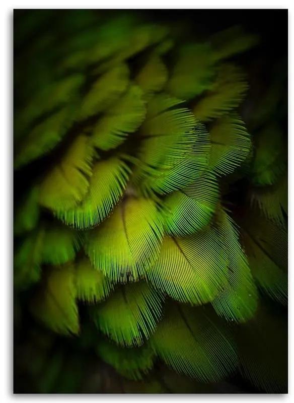 Gario Obraz na plátně Ozdobné zelené peří Rozměry: 40 x 60 cm