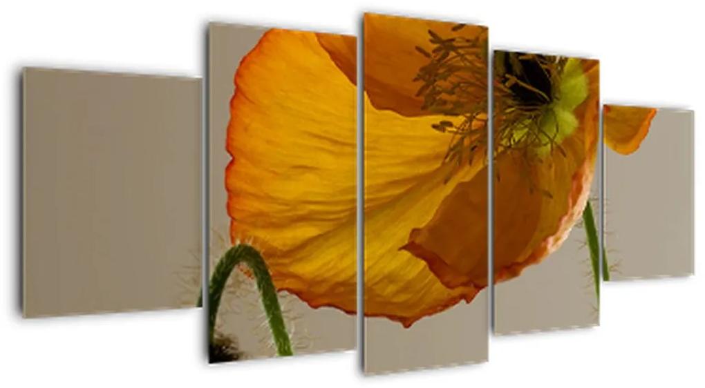 Žlutá květina - obraz