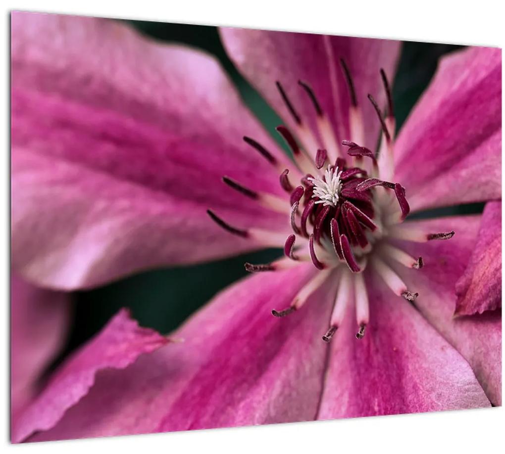 Skleněný obraz růžového květu Plaménku (70x50 cm)