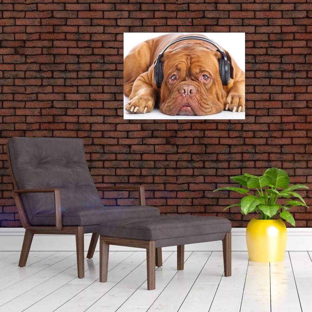 Skleněný obraz psa se sluchátky (70x50 cm)