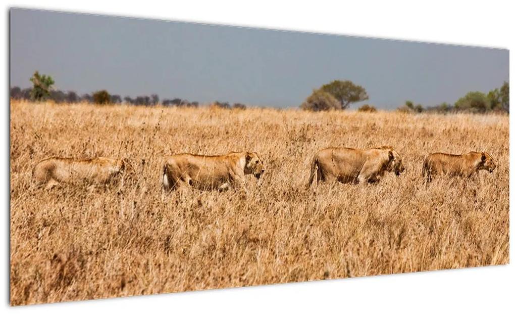 Obraz - smečka lvů (100x40cm)