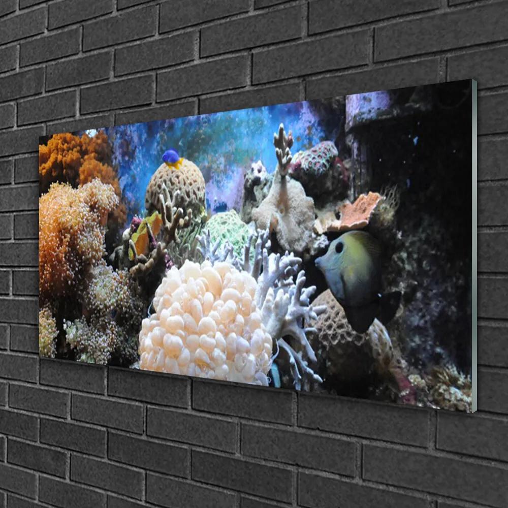 Obraz na skle Korálový Útes Příroda 120x60 cm
