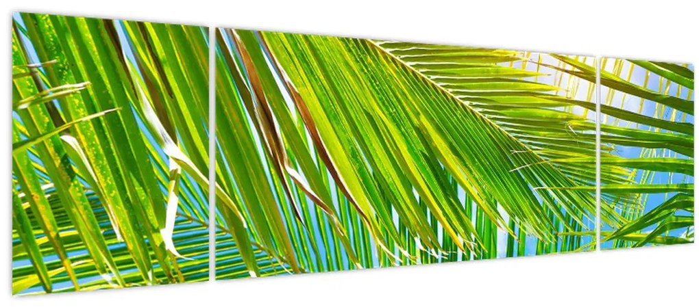 Obraz - Palmové listy (170x50 cm)