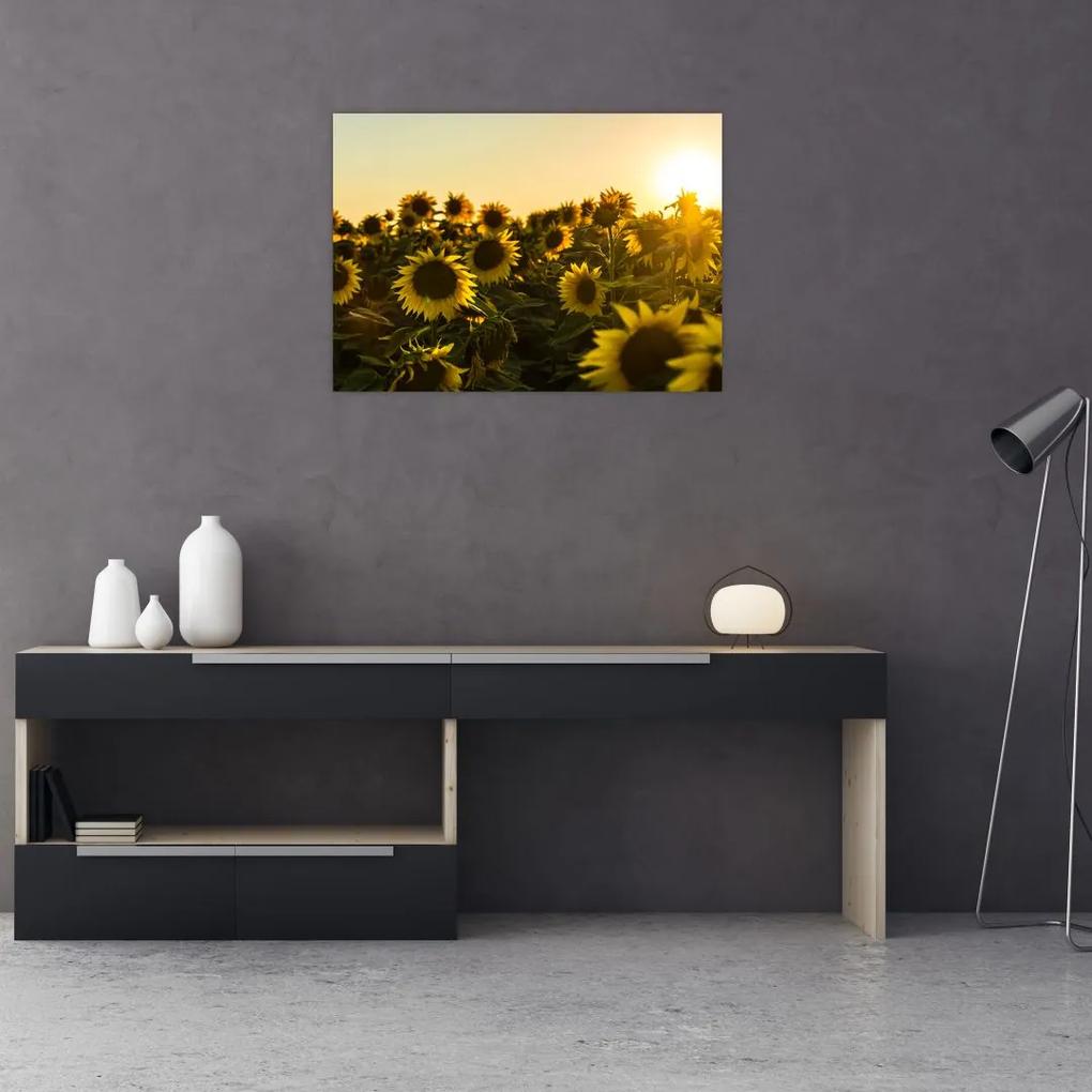 Skleněný obraz slunečnicového pole (70x50 cm)
