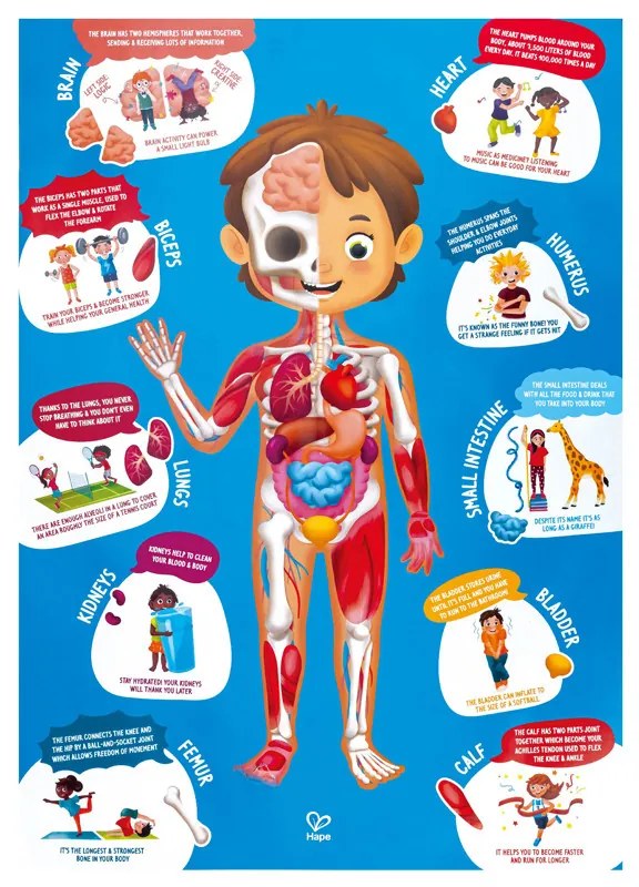 Puzzle - lidské tělo - 60 ks
