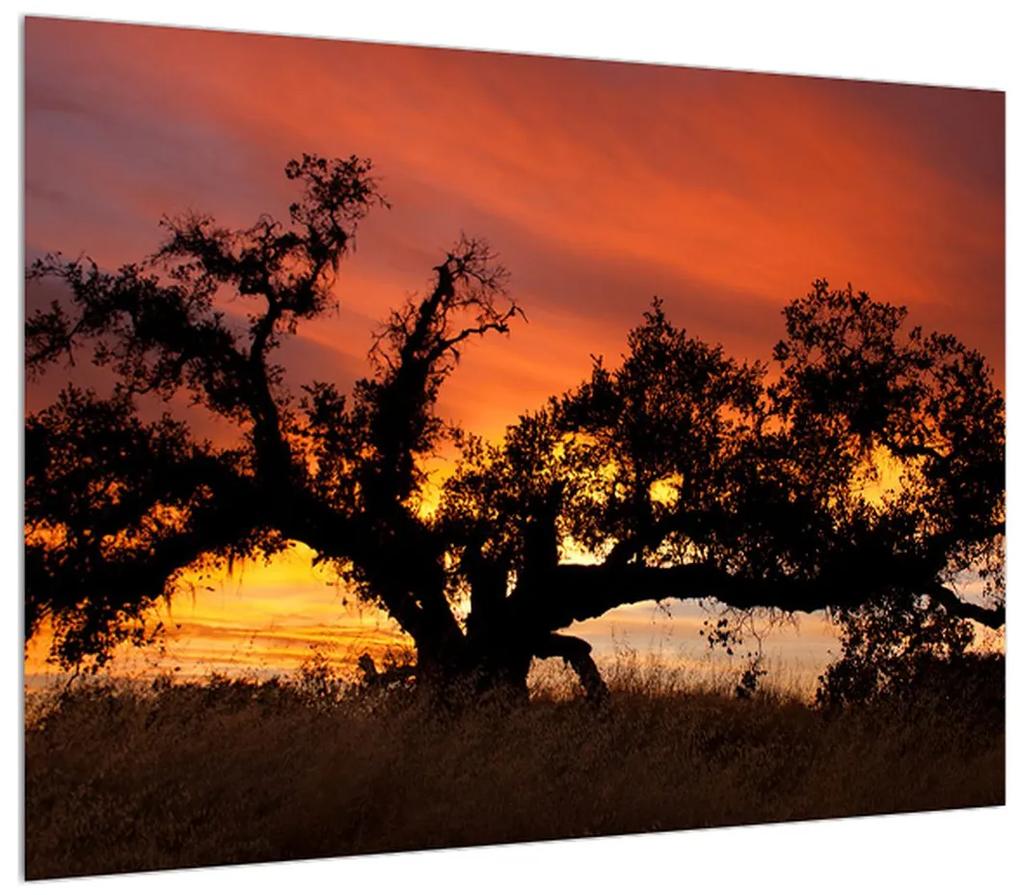Romantický obraz stromu (70x50 cm)