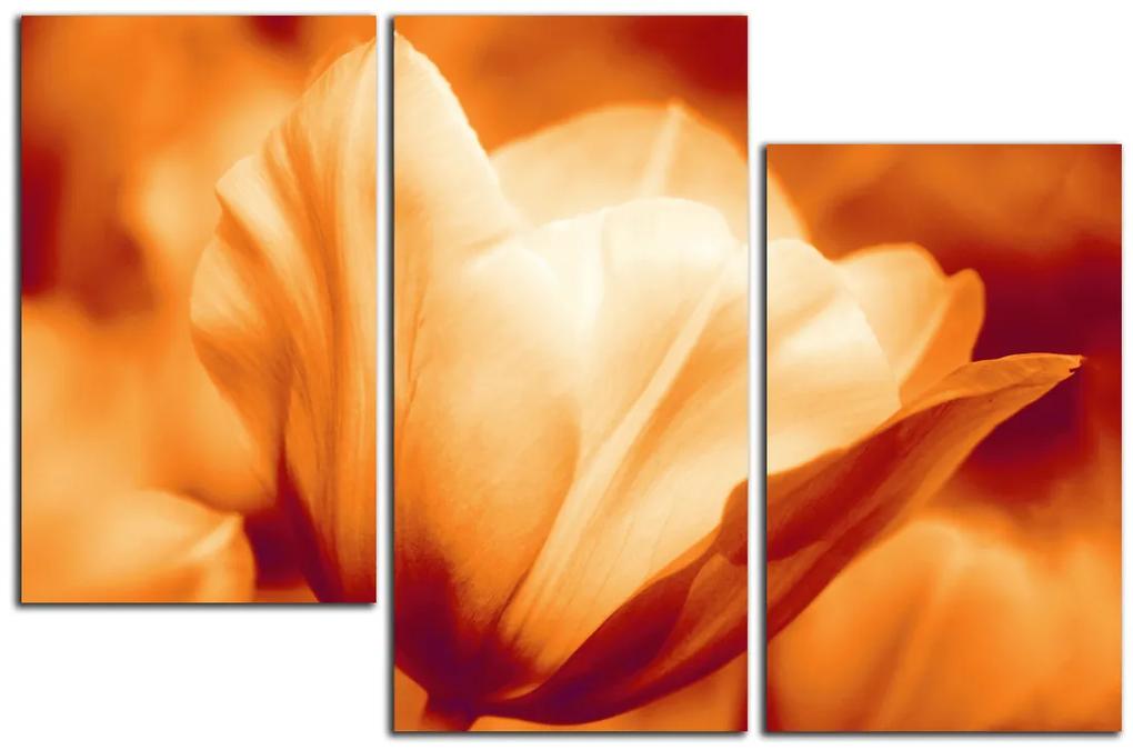 Obraz Tulipán   , vícedílný