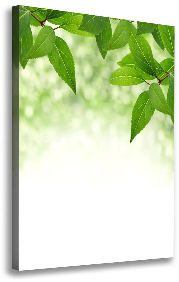 Wallmuralia Foto obraz na plátně Zelené listí 70x100 cm