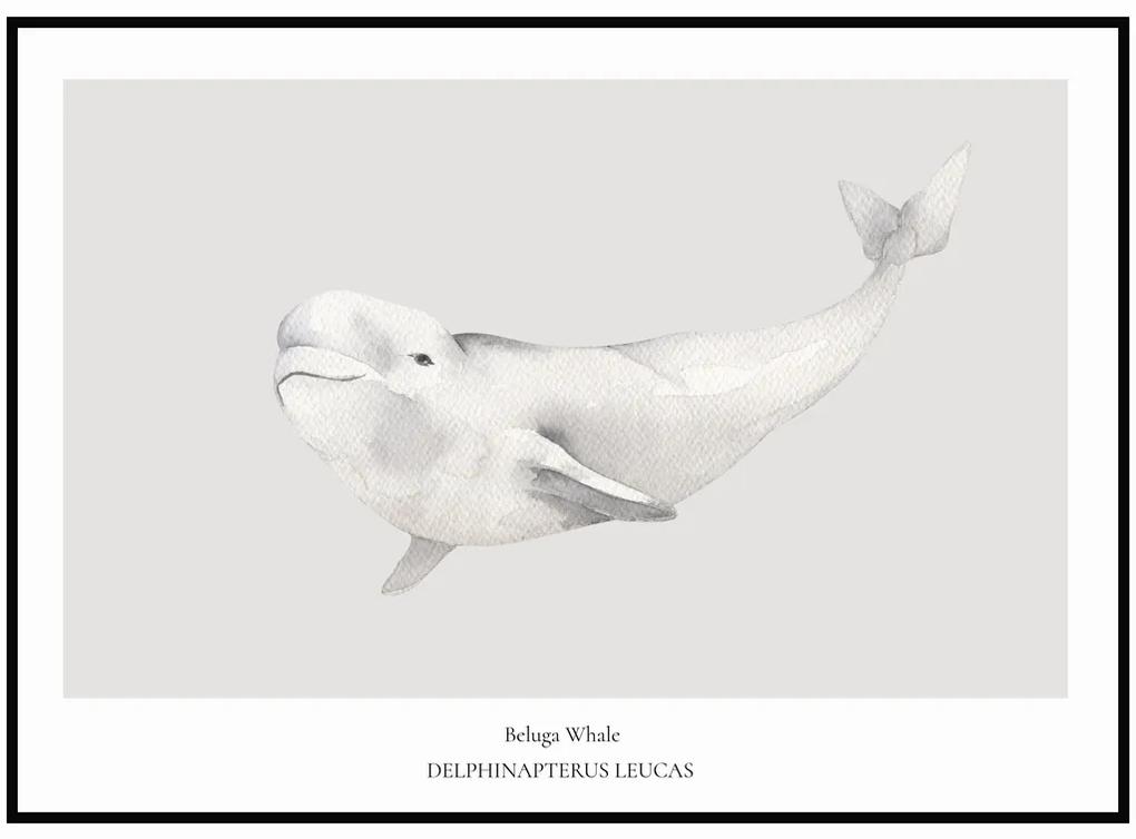 Plakát Beluga Whale 50 x 70 cm