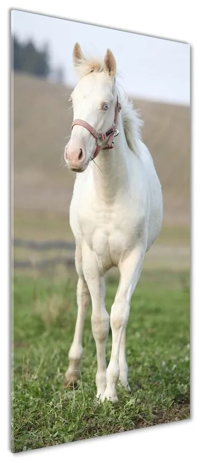 Wallmuralia Foto obraz sklo tvrzené Kůň albín 50x125 cm