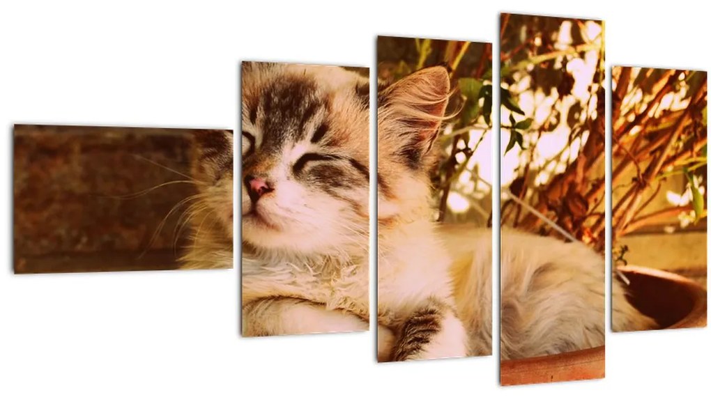 Obraz kočky v květináči (110x60 cm), 40 dalších rozměrů