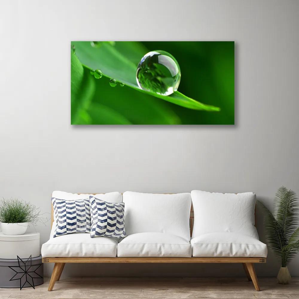 Obraz na plátně List Voda Kapka Rostlina 100x50 cm