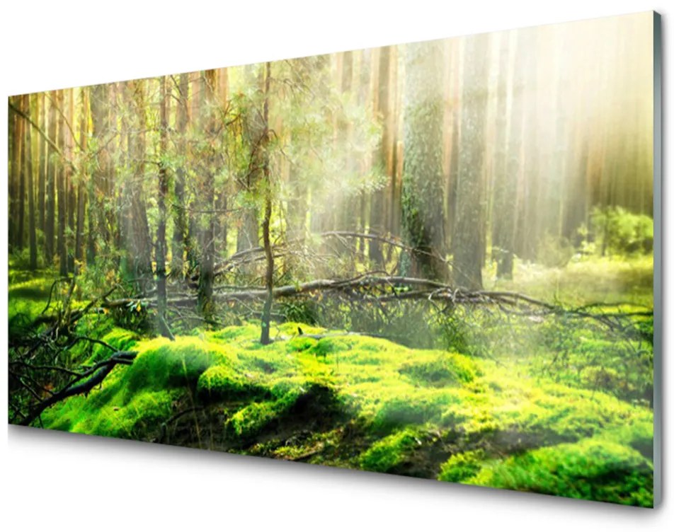 Obraz na skle Skleněný Mech Les Příroda