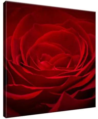 Tištěný obraz Růže pro lásku 30x30cm 2394A_1AI