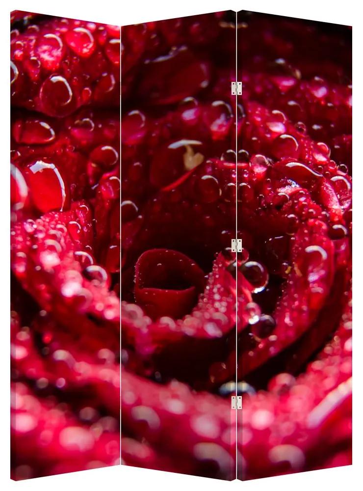 Paraván - Květ červené růže (126x170 cm)