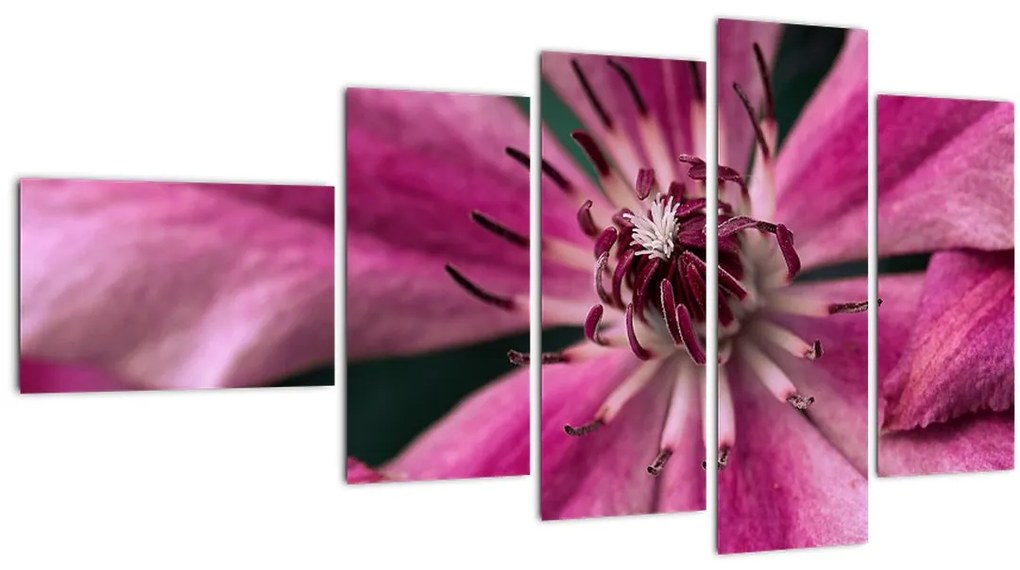 Obraz růžového květu Plaménku (110x60 cm), 40 dalších rozměrů