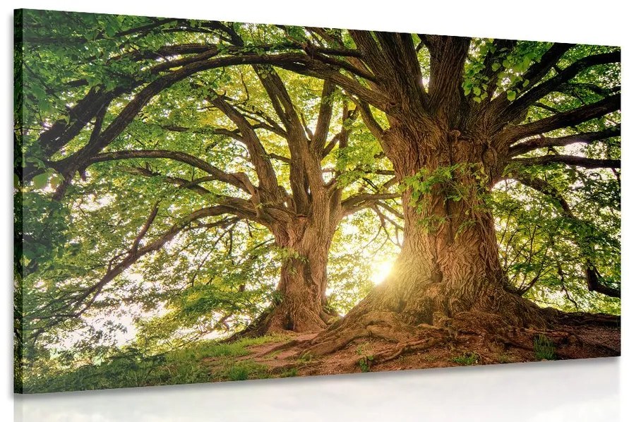 Obraz majestátní stromy Varianta: 120x80