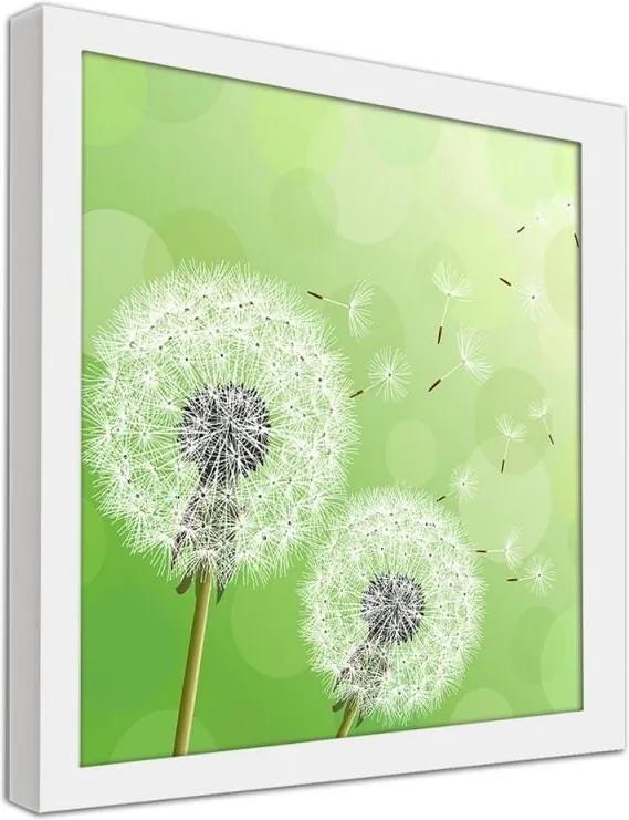 CARO Obraz v rámu - Dandelion On A Green Background 20x20 cm Bílá