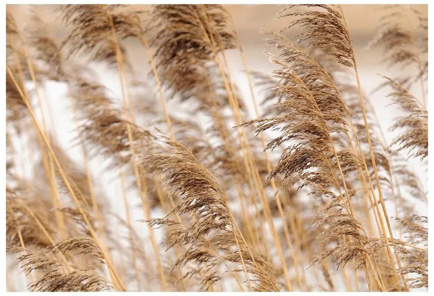 Fototapeta Brown reed 104x70