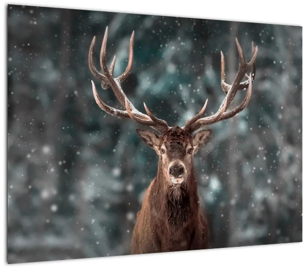 Skleněný obraz - Majestátnost jelena (70x50 cm)