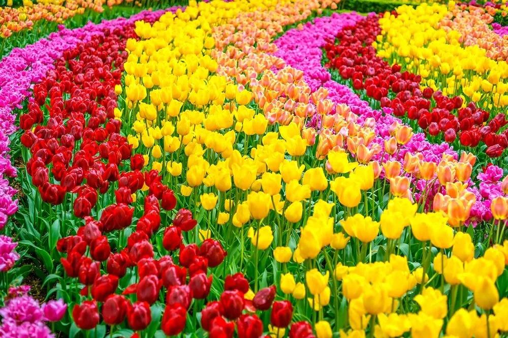 Tapeta tulipány v zahradě - 225x150 cm
