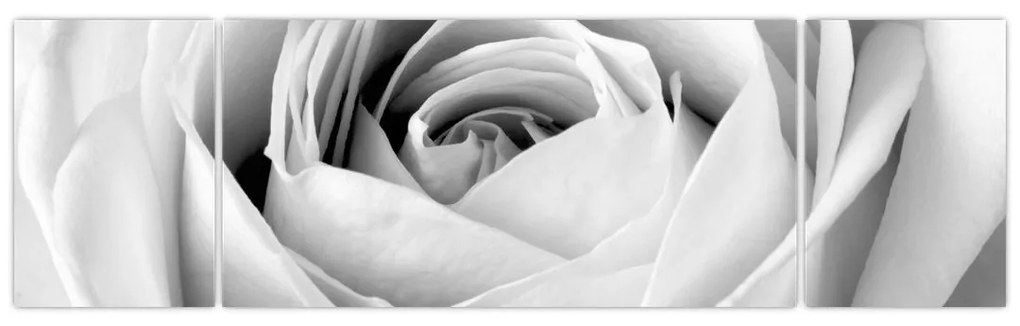 Obraz - Detail květu růže (170x50 cm)
