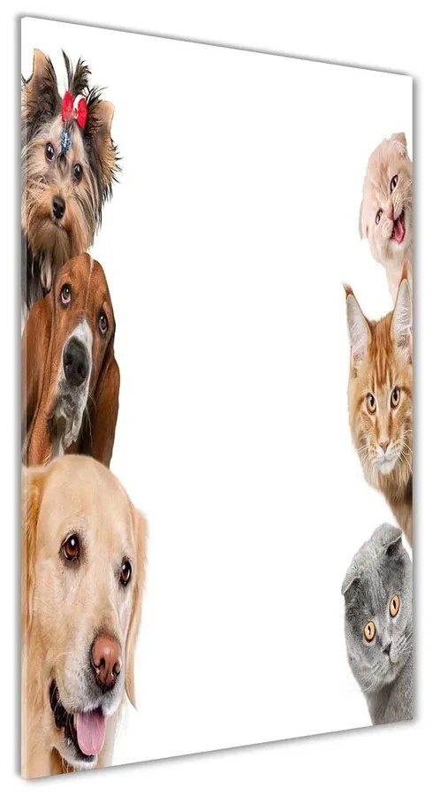 Wallmuralia Foto obraz akrylový na stěnu Psy a kočky 60x120 cm