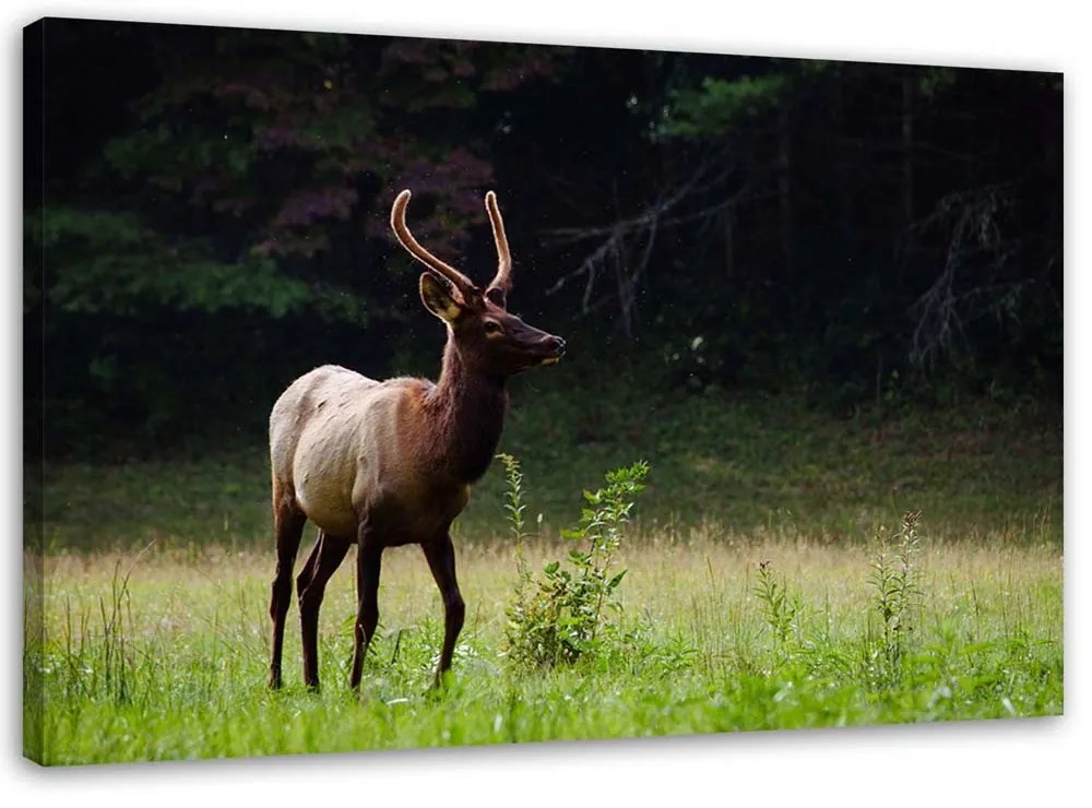 Gario Obraz na plátně Jelen na louce Rozměry: 120 x 80 cm
