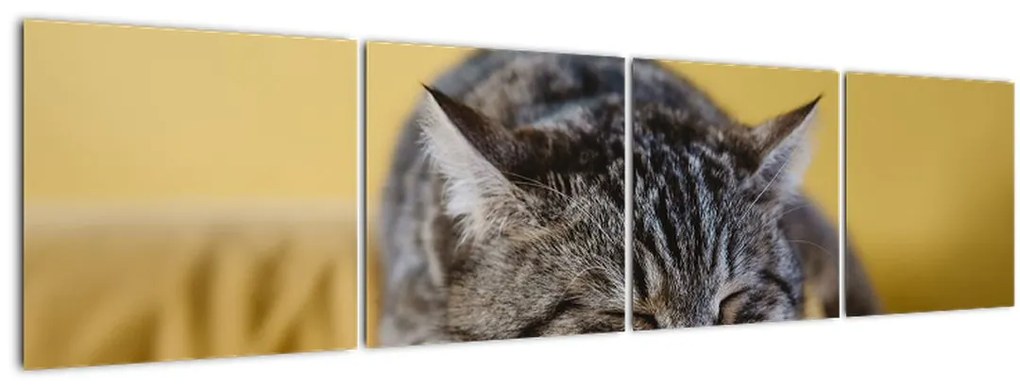Obraz kočky na pohovce (160x40 cm), 40 dalších rozměrů