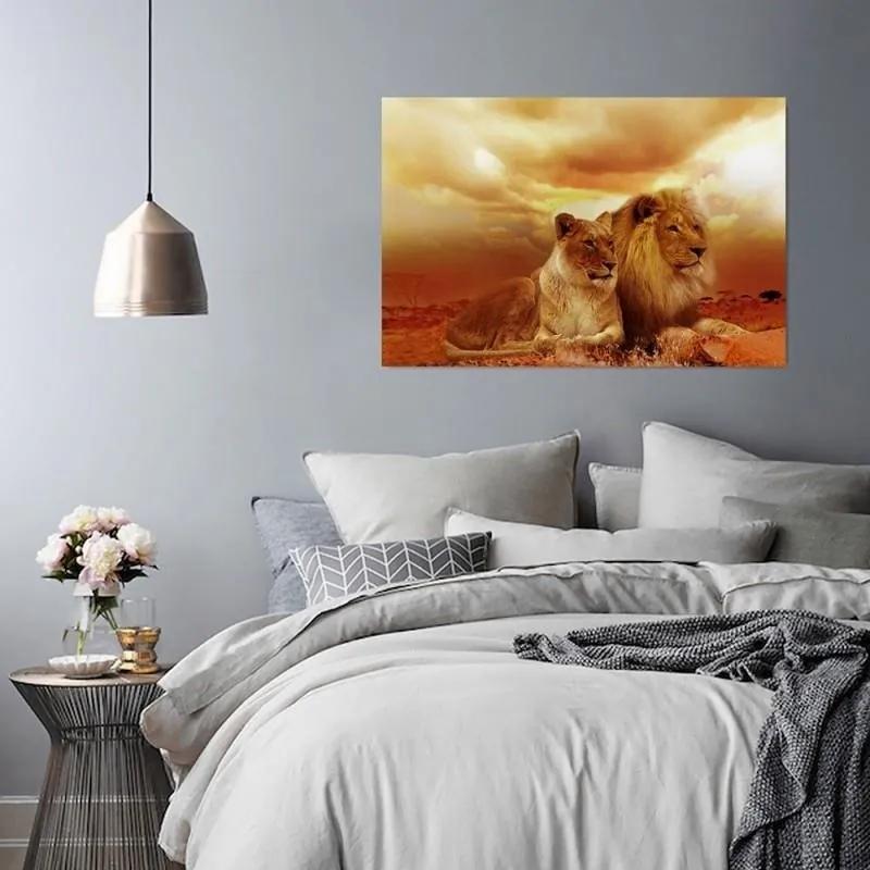 Obraz na plátně, Lvi Zvířata Afrika Brown - 100x70 cm