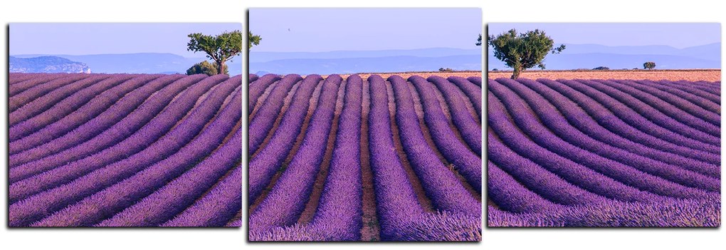 Obraz na plátně - Levandulové pole v létě - panoráma 5234D (150x50 cm)
