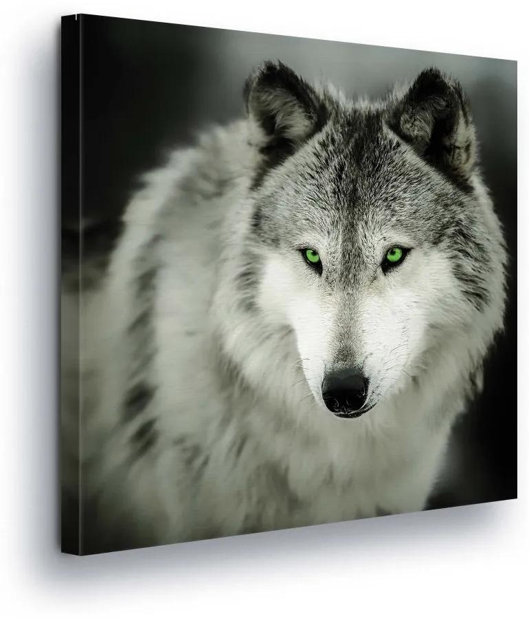 GLIX Obraz na plátně - Šedý Vlk 80x80 cm